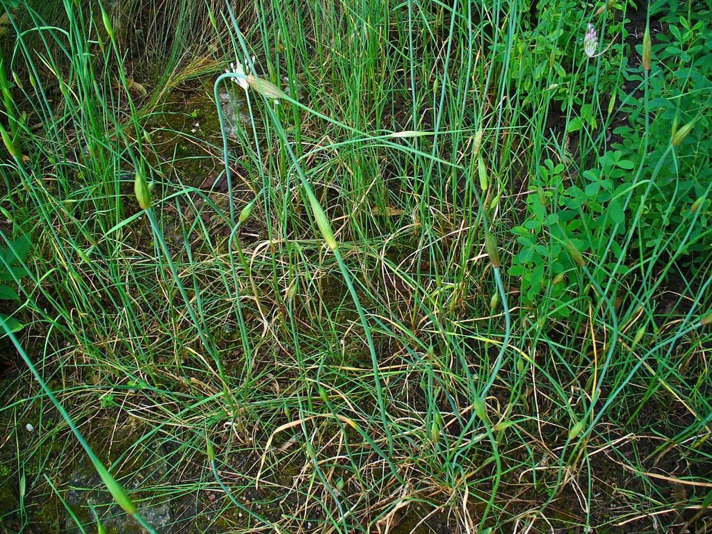 Keeled garlic (Allium carinatum subsp. pulchellum) - growing guides