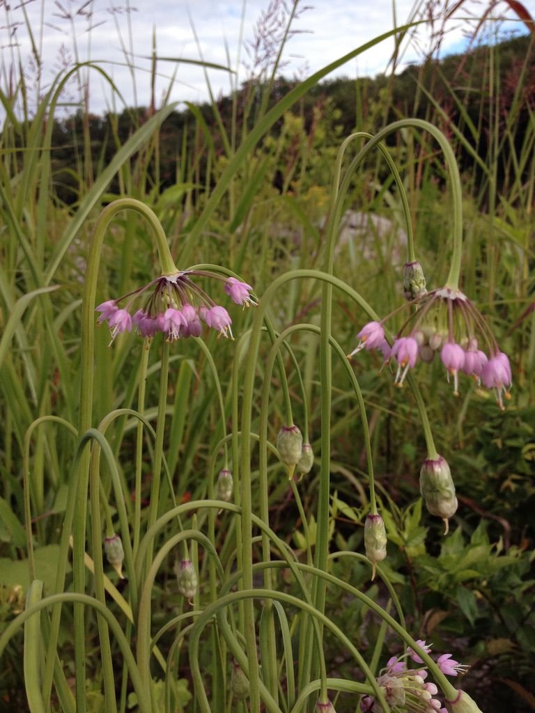 Lady's leek (Allium cernuum) - growing guides
