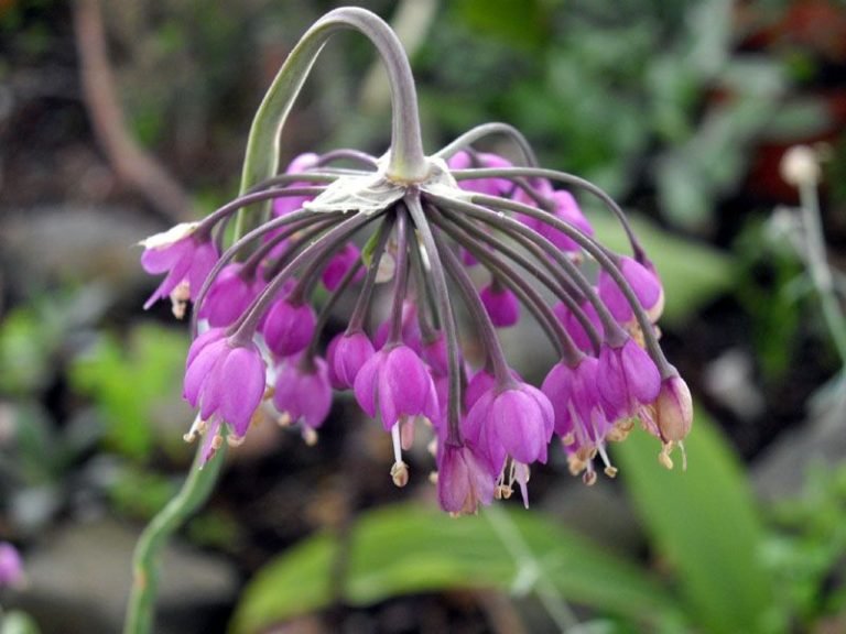 Lady's leek (Allium cernuum) - growing guides