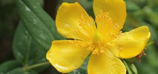 Goldencup St John's wort (Hypericum patulum) - growing guides