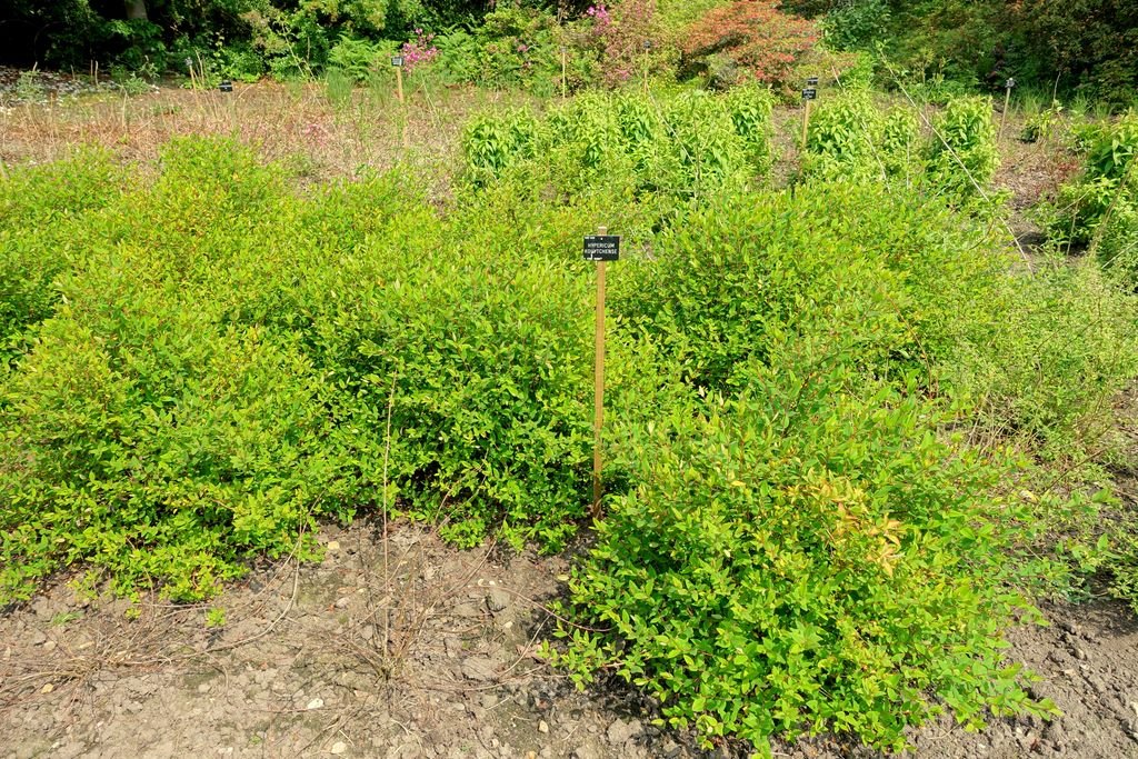 Large-flowered St John's wort (Hypericum kouytchense) - growing guides