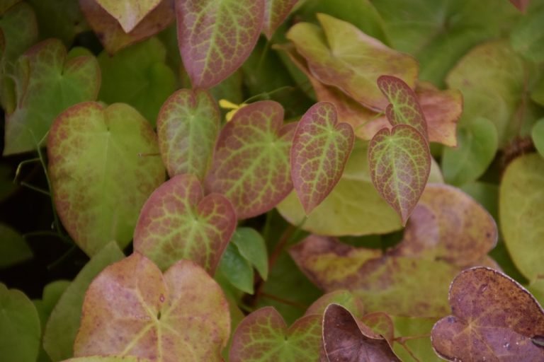 Large-flowered barrenwort (Epimedium pinnatum) - growing guides