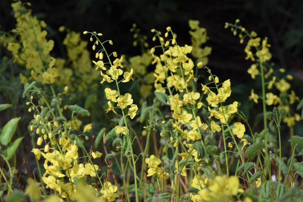 Large-flowered barrenwort (Epimedium pinnatum) - growing guides