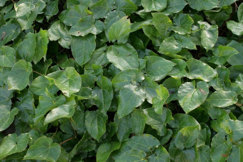 Large-flowered barrenwort (Epimedium pinnatum) - growing guides