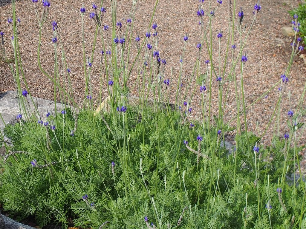 Lavandula pinnata - growing guides