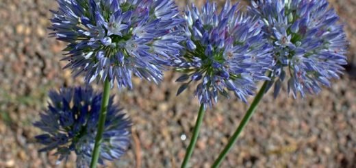 Dark blue garlic (Allium cyaneum) - growing guides