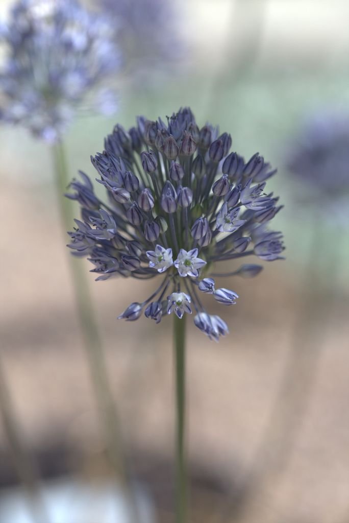 Light blue garlic (Allium caesium) - growing guides