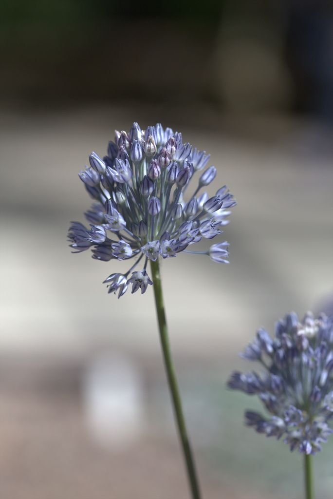Light blue garlic (Allium caesium) - growing guides