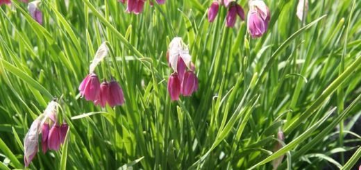 Thunberg garlic (Allium thunbergii) - growing guides