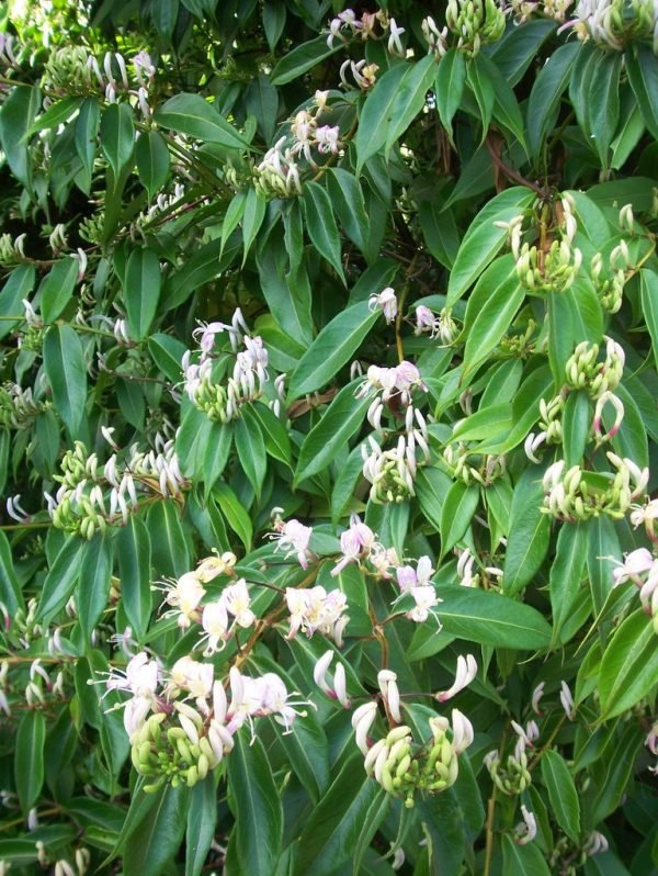 Lonicera alseuosmoides - growing guides
