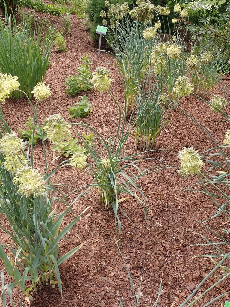 Lopsided onion (Allium obliquum) - growing guides