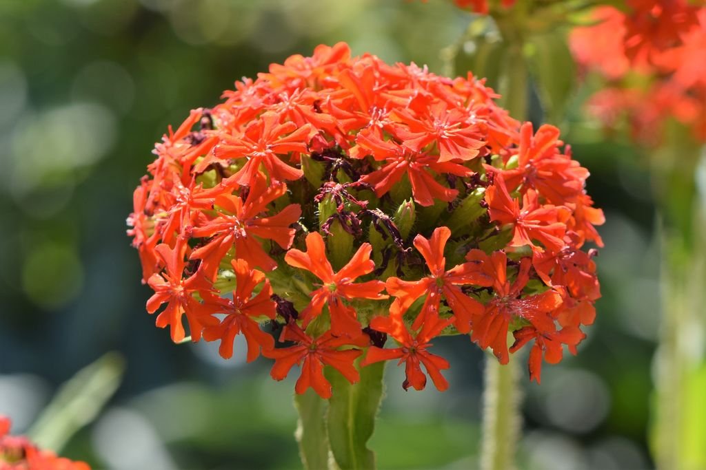 Maltese cross (Lychnis chalcedonica) - growing guides