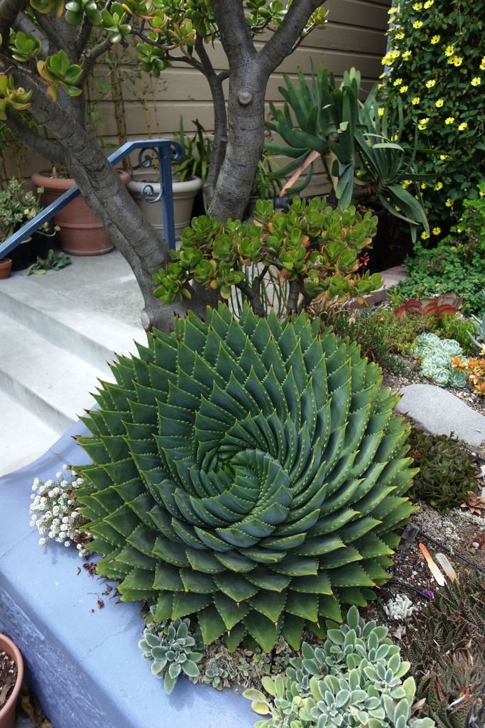 Aloe Polyphylla : Growing And Care Guide – PCETSK