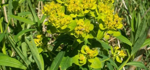 Caper spurge (Euphorbia lathyris) - growing guides