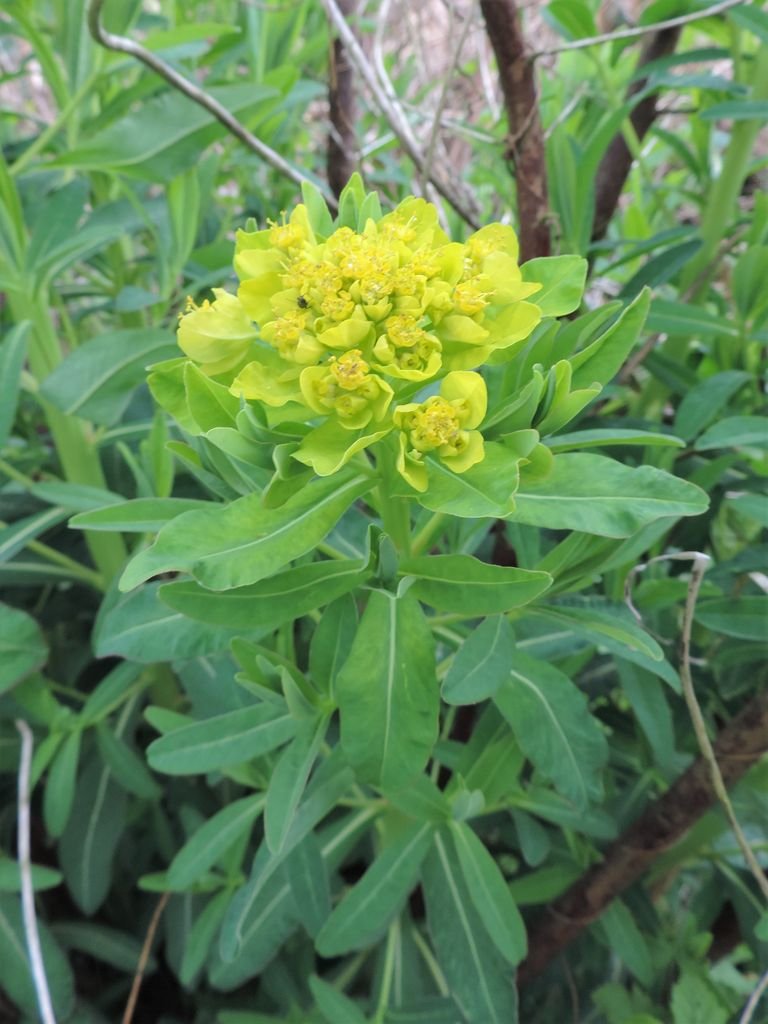 Marsh spurge (Euphorbia palustris) - growing guides