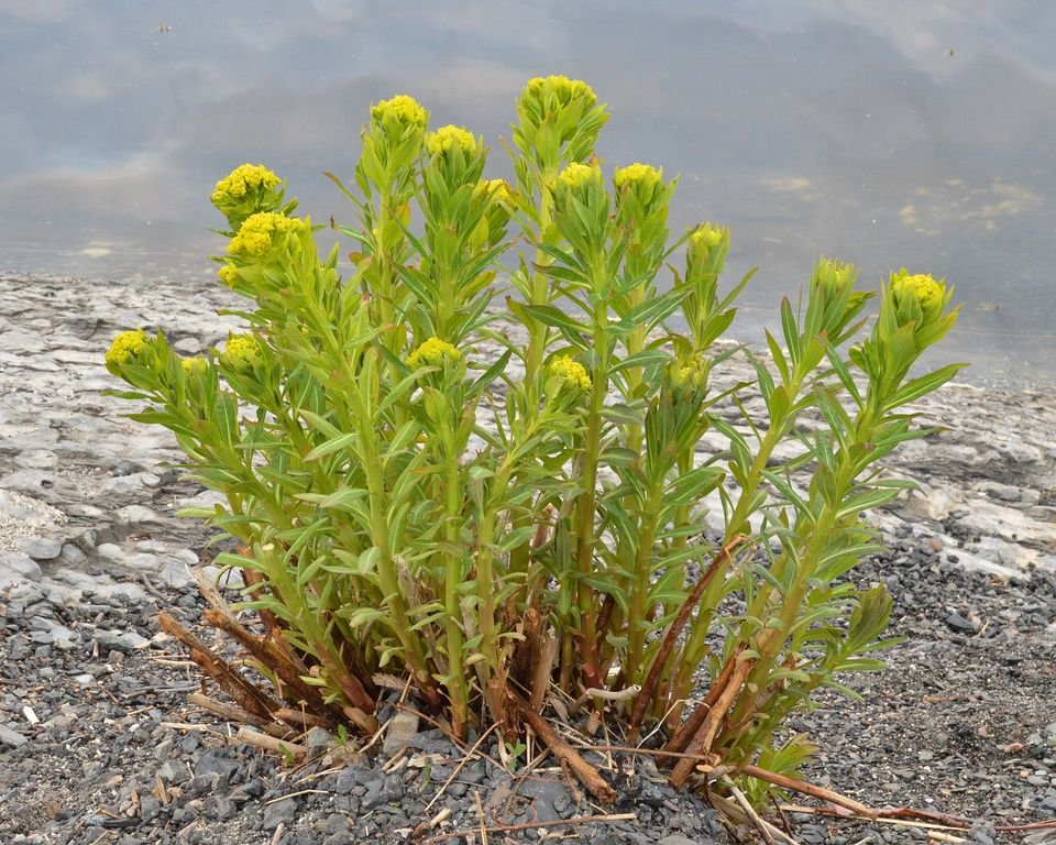 Marsh spurge (Euphorbia palustris) - growing guides