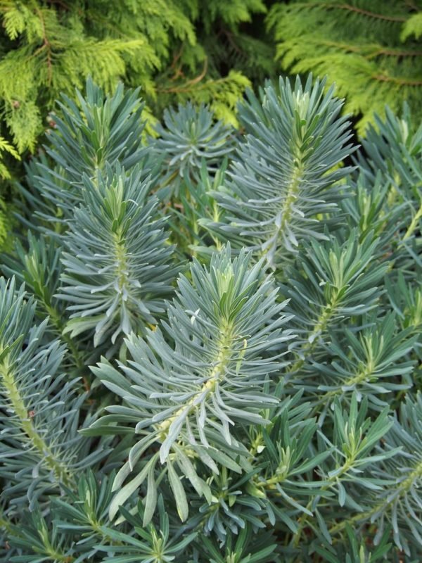 Mediterranean spurge (Euphorbia characias subsp. wulfenii) - growing guides