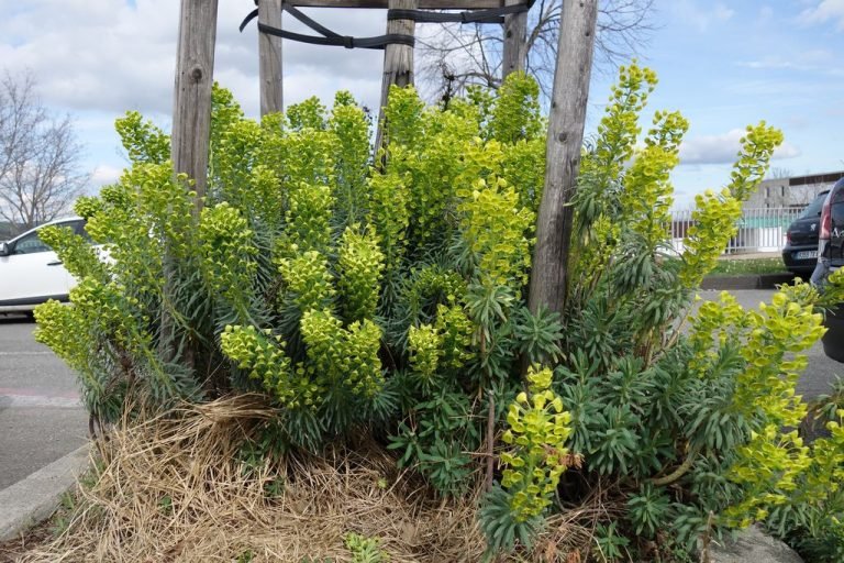Mediterranean spurge (Euphorbia characias subsp. wulfenii) - growing guides