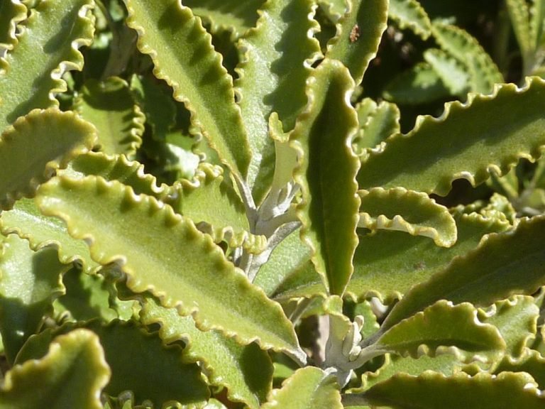 Monro's ragwort (Brachyglottis monroi) - growing guides