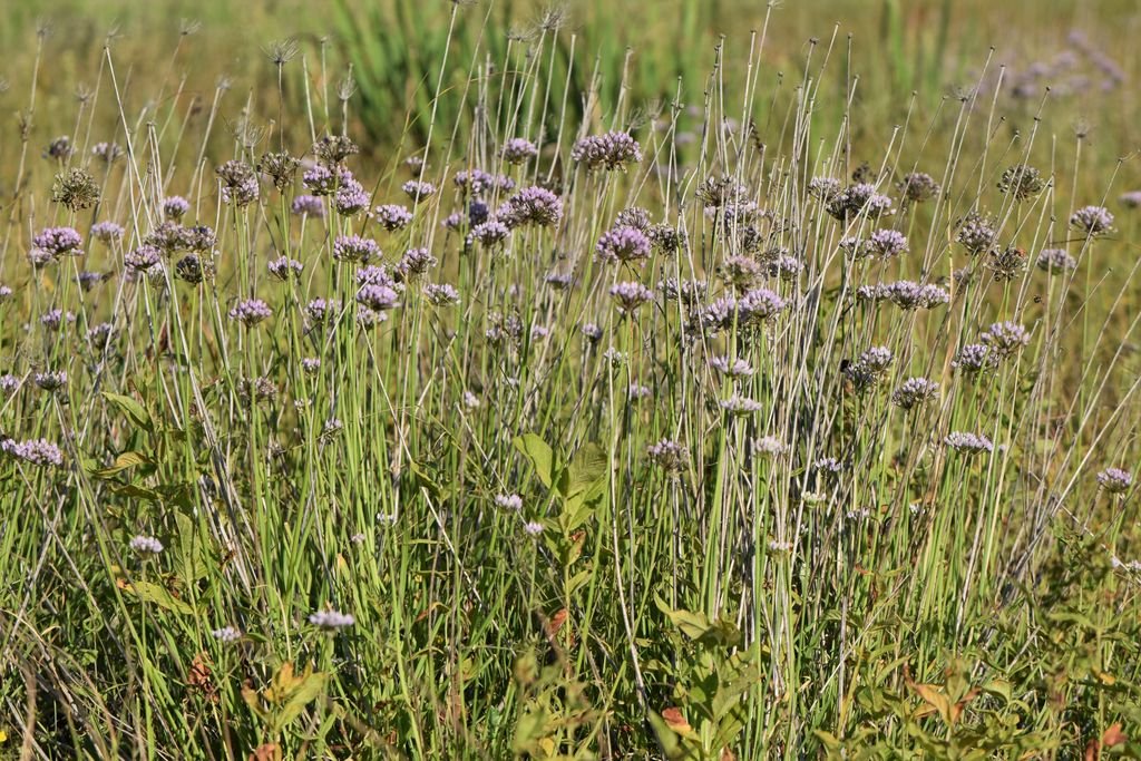 Mouse garlic (Allium angulosum) - growing guides