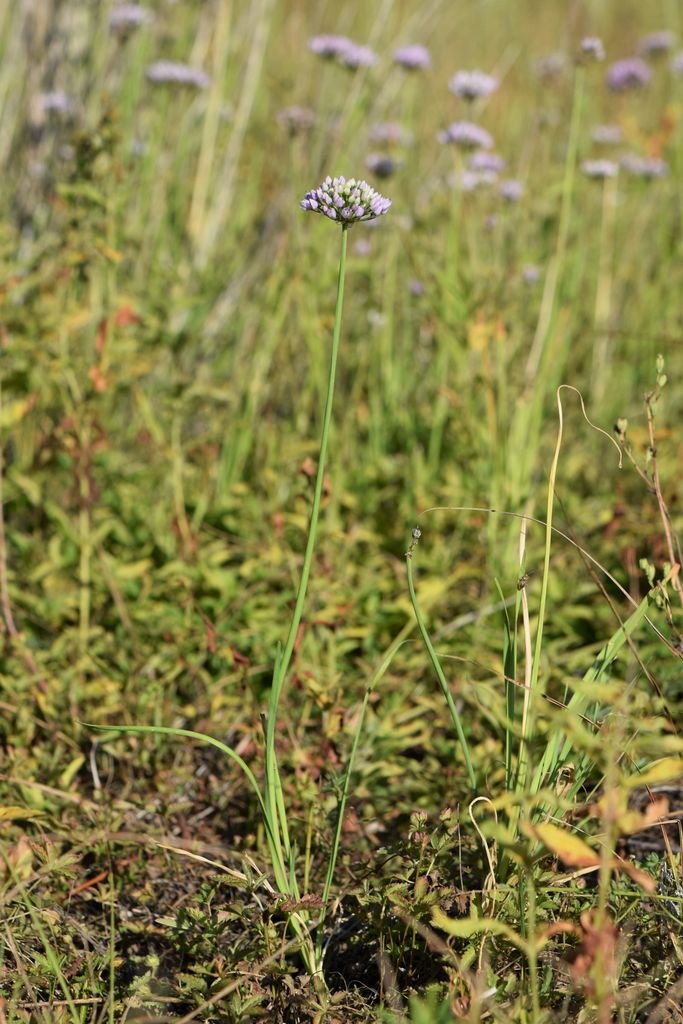 Mouse garlic (Allium angulosum) - growing guides
