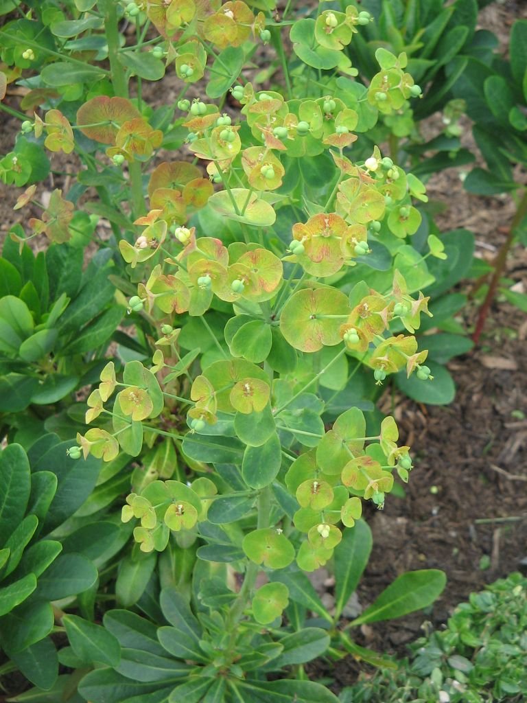 Mrs Robb's bonnet (Euphorbia amygdaloides var. robbiae) - growing guides