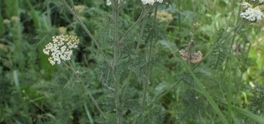 Achillea 'Schwellenburg' - growing guides