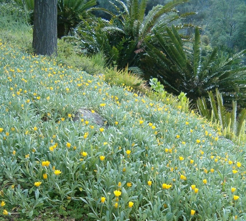 One-flowered treasure flower (Gazania rigens var. uniflora) - growing ...