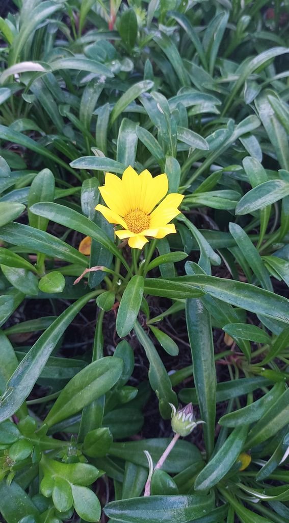 One-flowered treasure flower (Gazania rigens var. uniflora) - growing ...