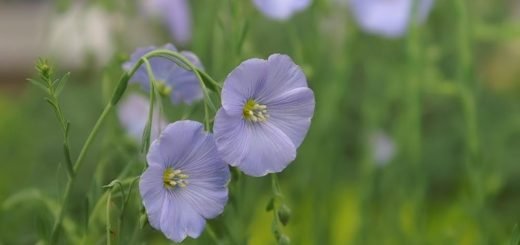 Flowering flax (Linum grandiflorum) - growing guides