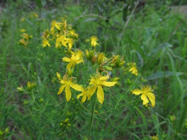 Perforate St John's wort (Hypericum perforatum) - growing guides