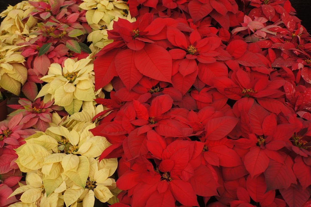 Poinsettia Euphorbia Pulcherrima Growing Guides