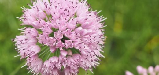 Allium 'Gladiator' - growing guides