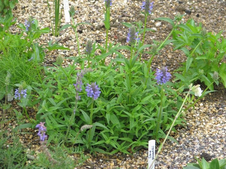 Prominently-veined catmint (Nepeta nervosa) - growing guides