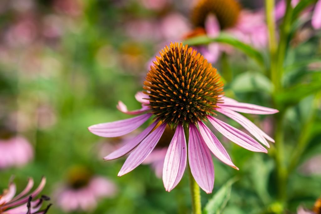 Purple coneflower (Echinacea purpurea) - growing guides