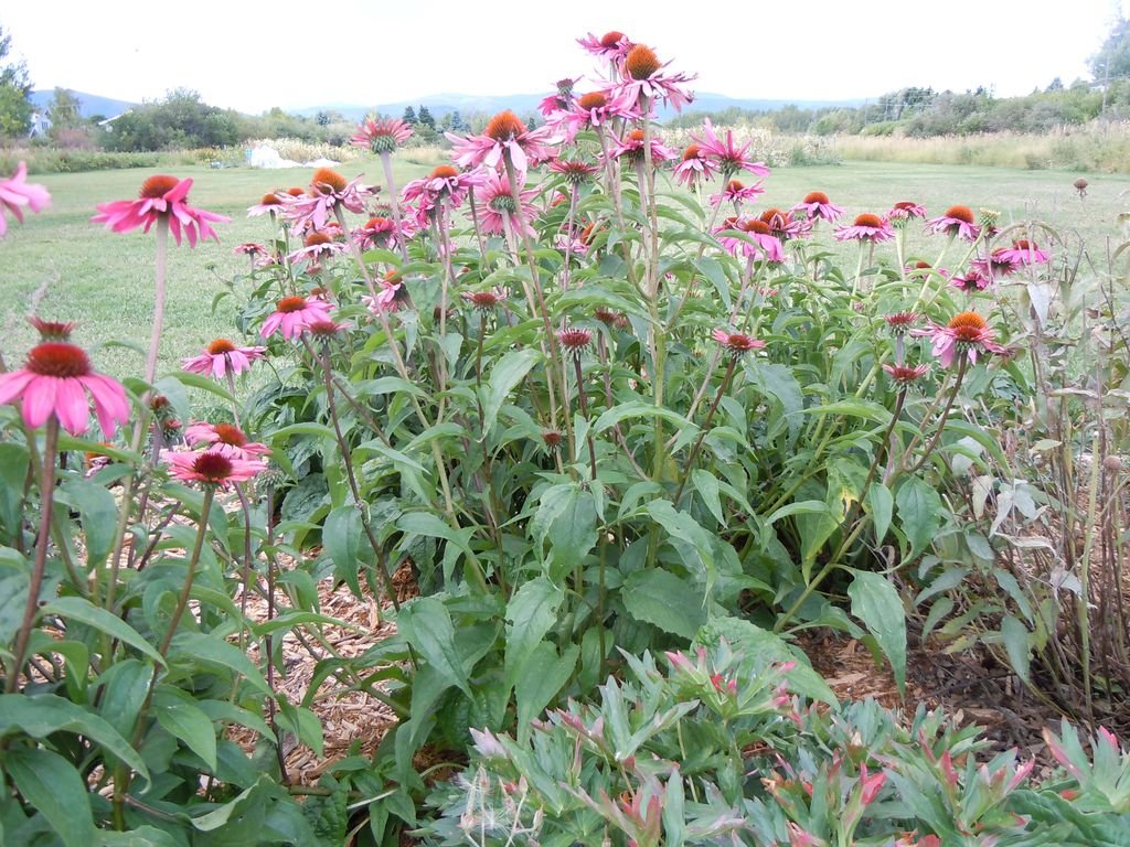 Purple coneflower (Echinacea purpurea) - growing guides