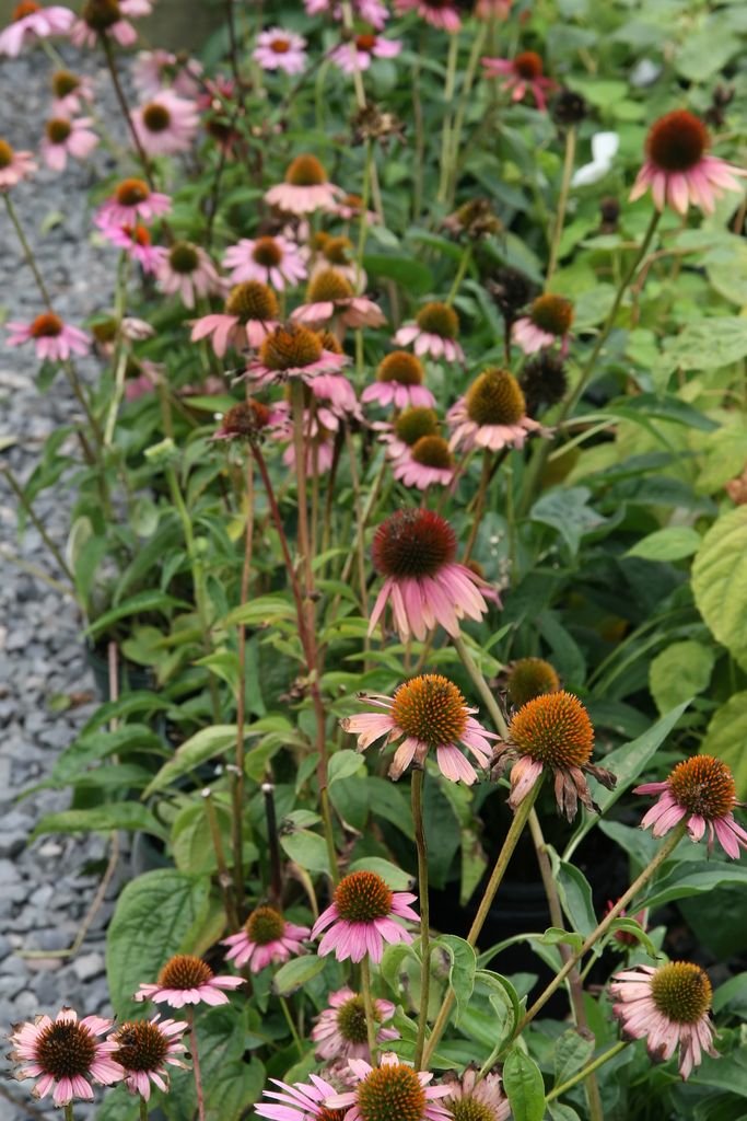 Purple coneflower 'Magnus' (Echinacea purpurea 'Magnus') - growing guides