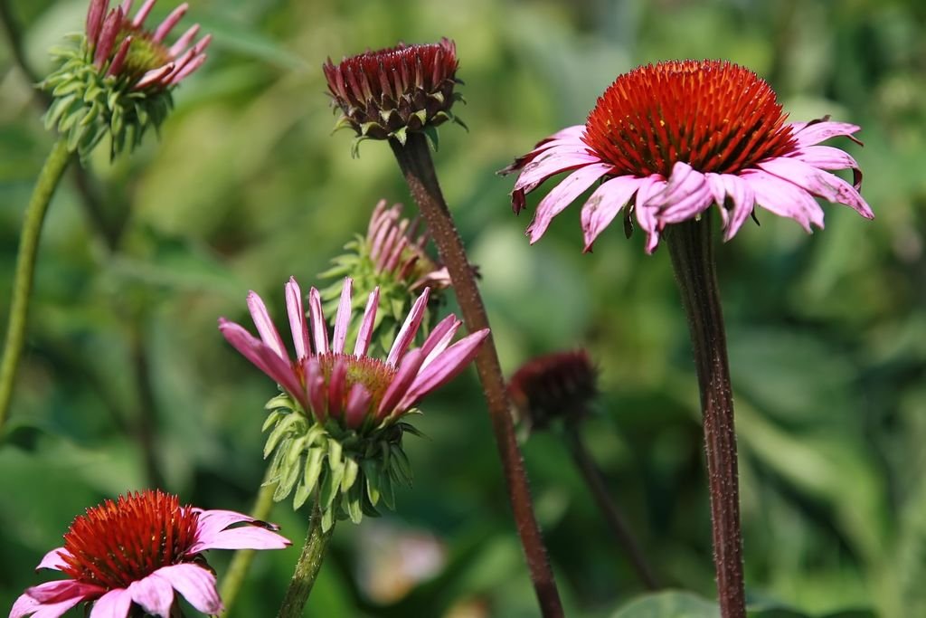 Purple coneflower 'Magnus' (Echinacea purpurea 'Magnus') - growing guides