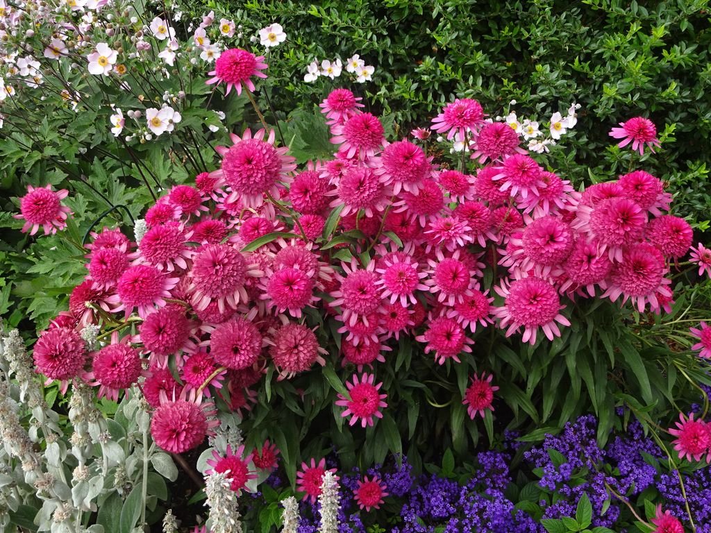 Purple coneflower 'Razzmatazz' (Echinacea purpurea 'Razzmatazz ...