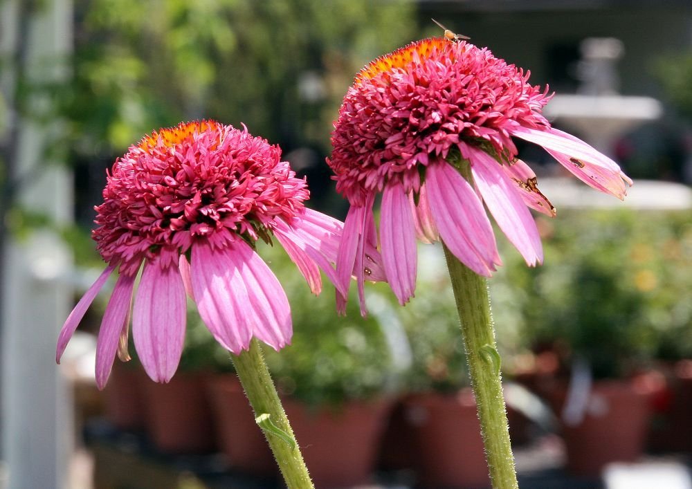 Purple coneflower 'Razzmatazz' (Echinacea purpurea 'Razzmatazz ...