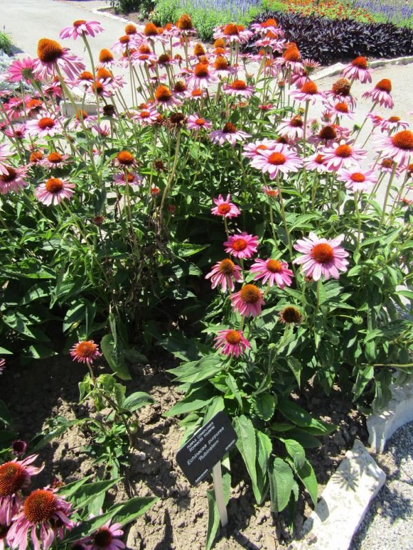 Purple coneflower 'Rubinstern' (Echinacea purpurea 'Rubinstern ...