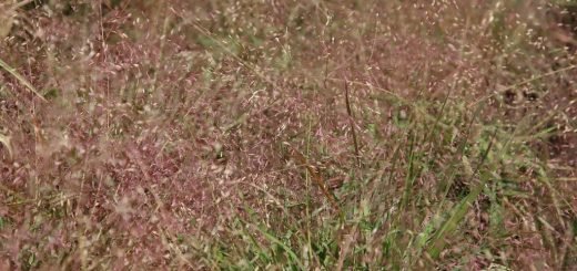 African love grass (Eragrostis curvula) - growing guides