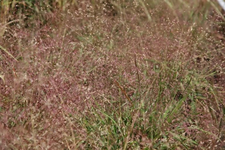 Purple love grass (Eragrostis spectabilis) - growing guides