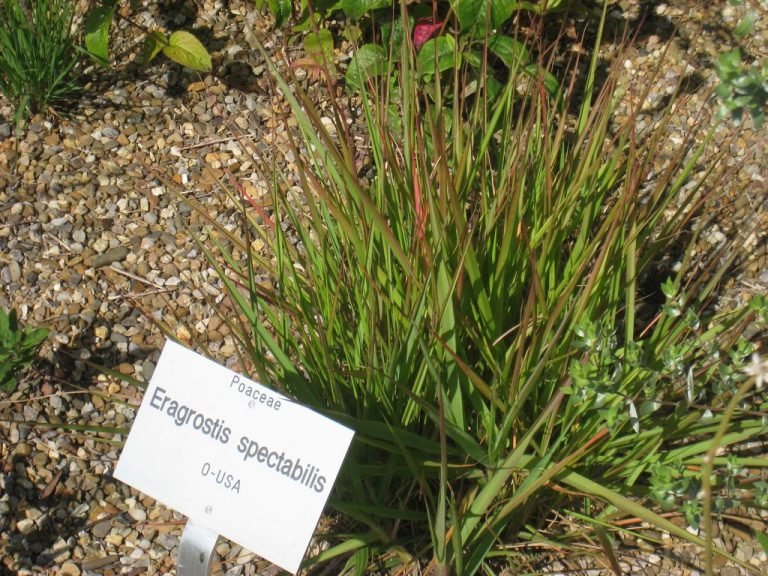 Purple love grass (Eragrostis spectabilis) - growing guides