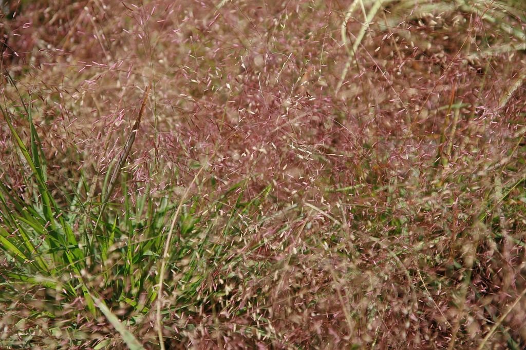Purple love grass (Eragrostis spectabilis) - growing guides