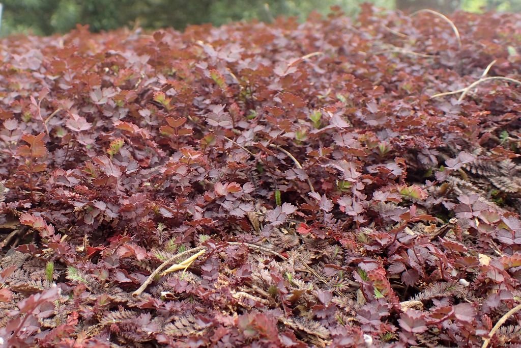 Purple spineless acaena (Acaena inermis 'Purpurea') - growing guides