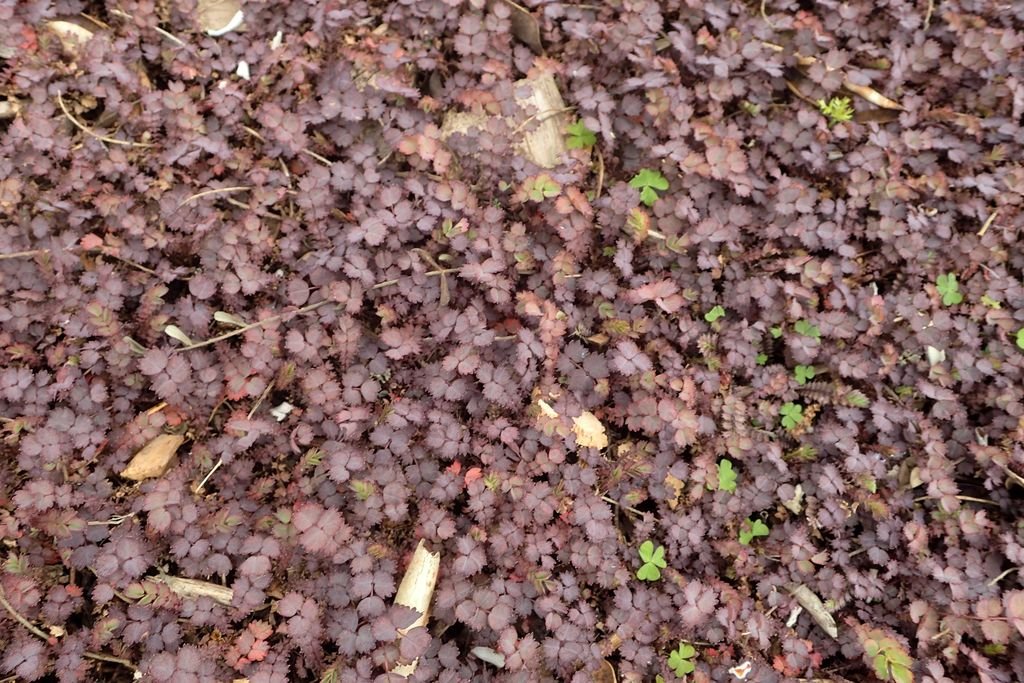 Purple spineless acaena (Acaena inermis 'Purpurea') - growing guides