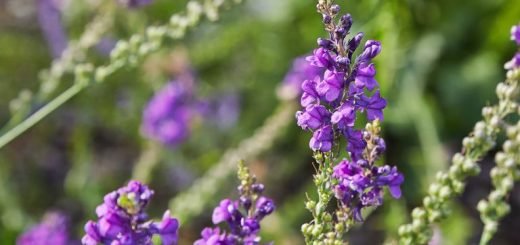 Common toadflax (Linaria vulgaris) - growing guides