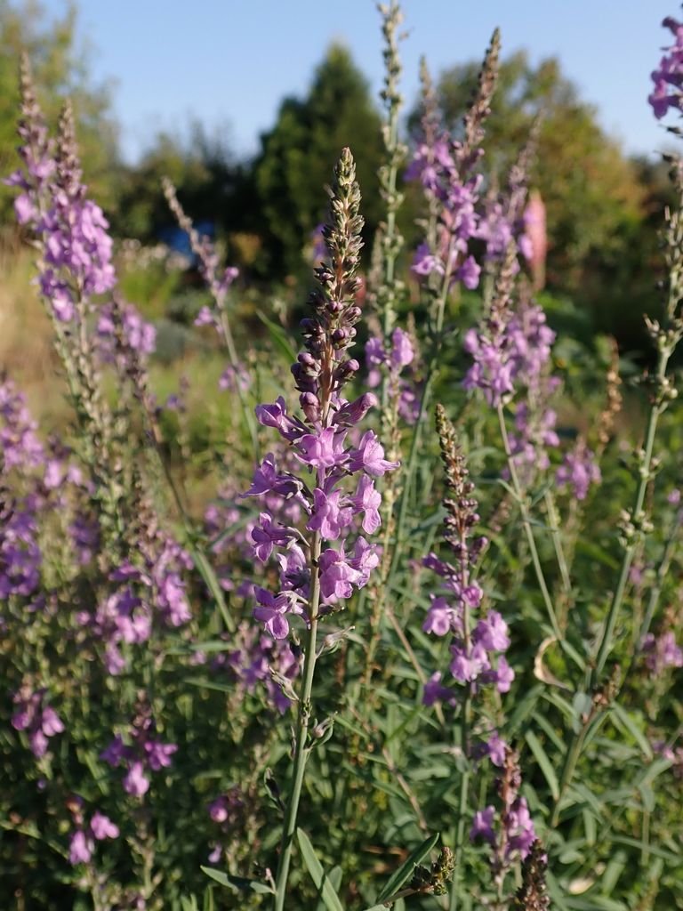Purple toadflax (Linaria purpurea) - growing guides
