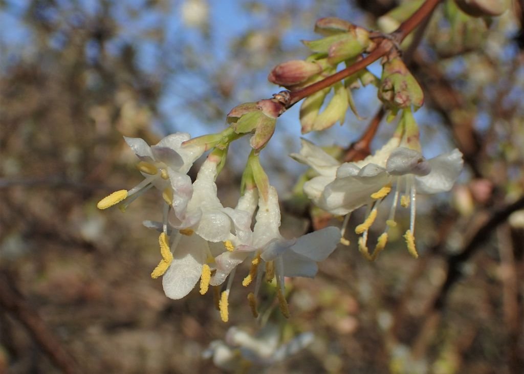 Purpus honeysuckle (Lonicera × purpusii) - growing guides